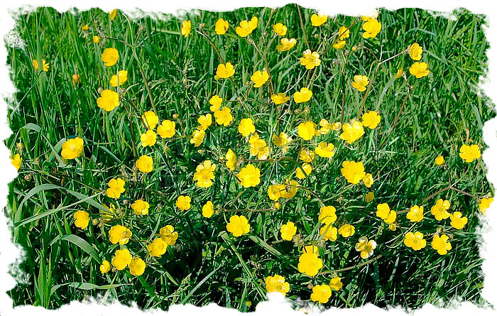 Lawn weed identification chart - Lawn Craft