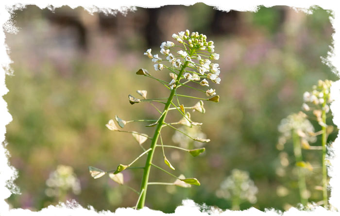 Shepherds Purse [Capsella bursa-pastoris]