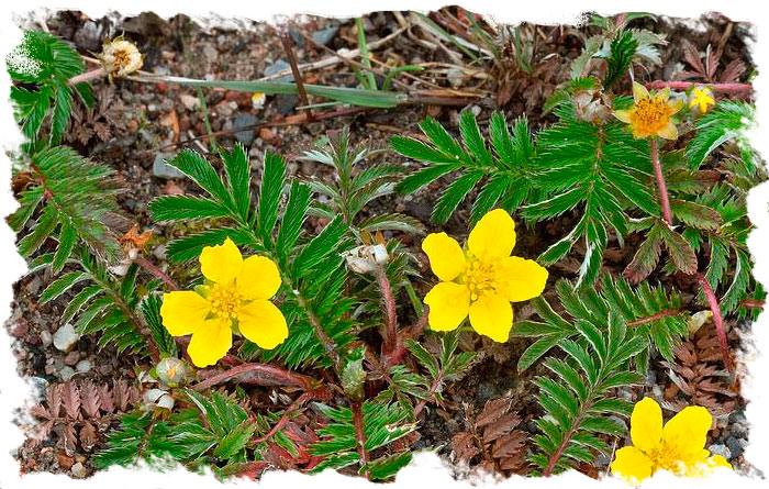 Silverweed [Potentilla anserina]
