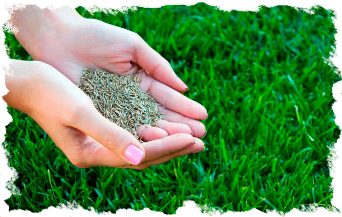 When to Sow Grass Seed: A Comprehensive Guide