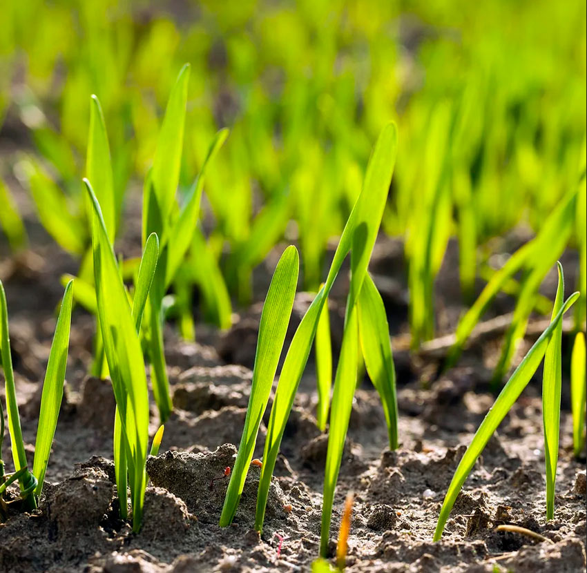 When to Sow Grass Seed: A Comprehensive Guide