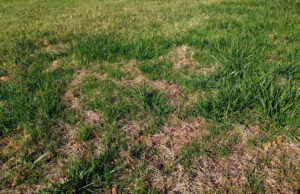 How to Fix Patchy Grass and Bare Spots: Simple Lawn Repair Guide for a ...