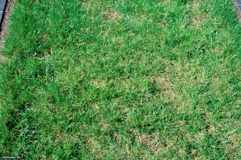 How to Fix Patchy Grass and Bare Spots: Simple Lawn Repair Guide for a ...